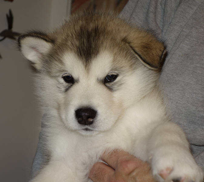 Alaskan Malamutes by Greywolf Kennels